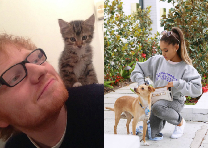 De Ariana Grande a Ed Sheeran, veja quais são os pets das celebridades ...
