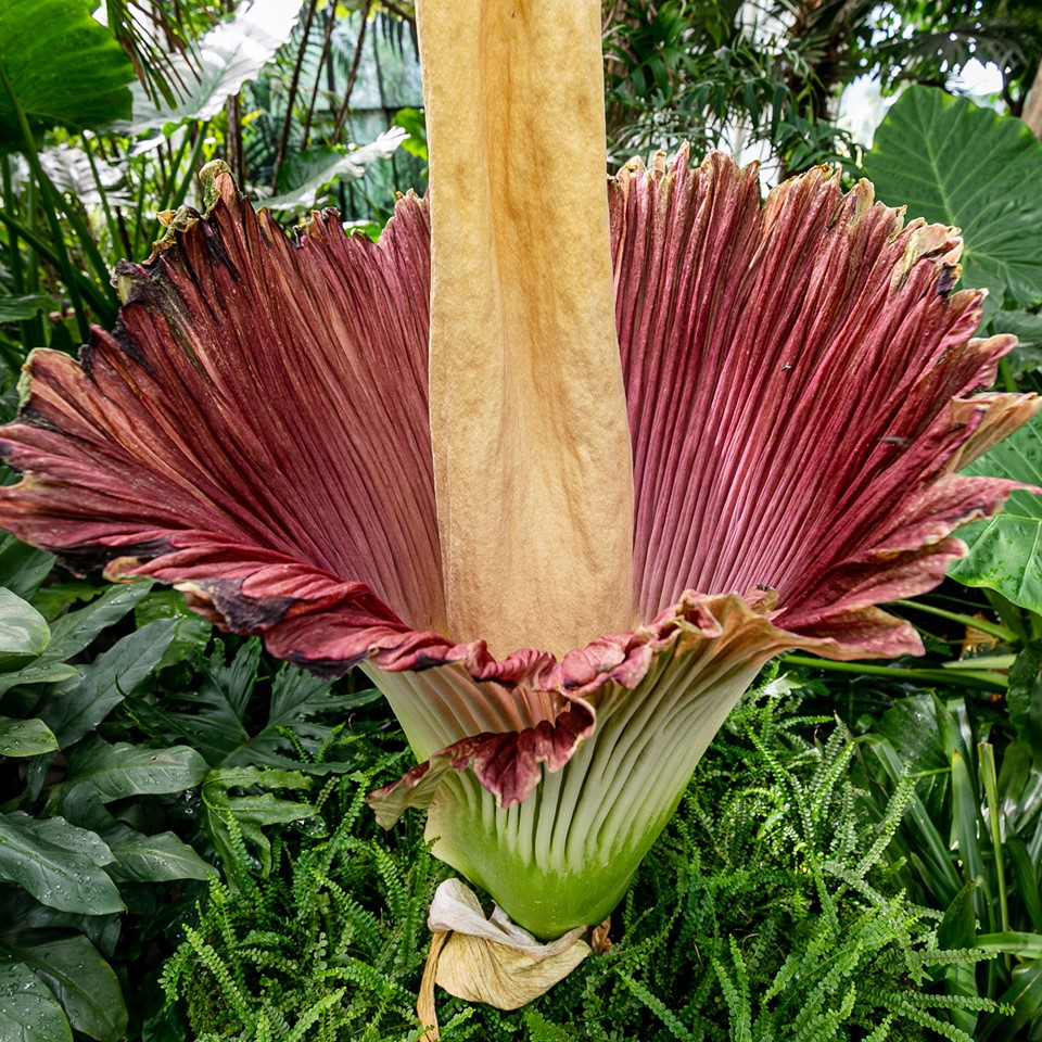 Evento raro: flor com cheiro de carne podre desabrocha em NYC – Vírgula